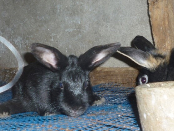 Tanzania is Hopping with a Rabbit Revolution – Maadili Centre